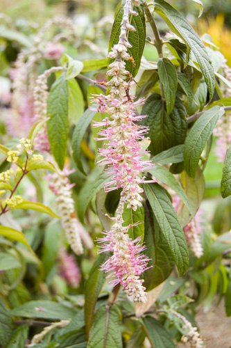 Rostrinucula dependens | Weeping Buddleia | Weeping Rostrinucula ...