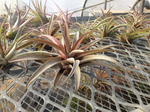 Tillandsia capitata 'Peach' | Air Plant | plant lust