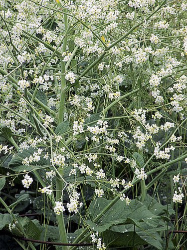 Crambe cordifolia | Colewort | Sea Kale | plant lust