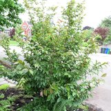 Stewartia sinensis | Stewartia gemmata | Chinese Stewartia | plant lust