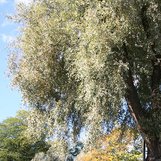 Salix alba 'Sericea' | Salix alba 'Argentea' | Salix var. alba 'Sericea ...