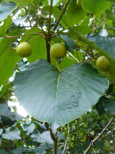 Vernicia fordii | Aleurites fordii | China Wood Oil Tree | Tung Tree ...