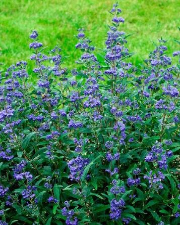Caryopteris x clandonensis 'First Choice' | Caryopteris 'First Choice ...