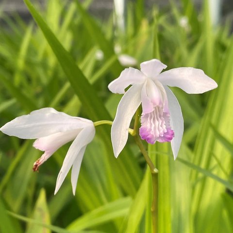 Bletilla striata 'Kuchibeni' | Purple Lip Hardy Ground Orchid | plant lust
