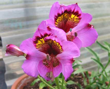 Alstroemeria magnifica | Peruvian Lily | plant lust