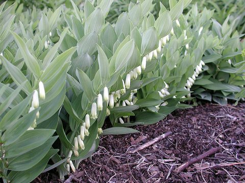 Polygonatum 'Prince Charming' PP22304 | Polygonatum biflorum 'Prince ...