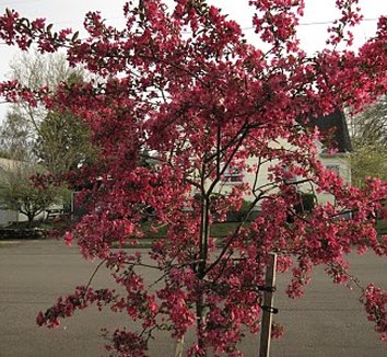 Malus 'Louisa' | Flowering Crabapple | Loiusa Weeping Crabapple ...