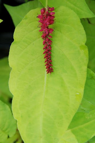 Persicaria amplexicaulis 'Firetail' | Bistorta amplexicaulis 'Firetail ...