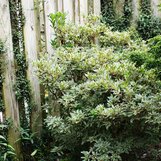 Silver Sword Evergreen Azalea | Azalea 'Silver Flame' | Azalea 'Silver ...