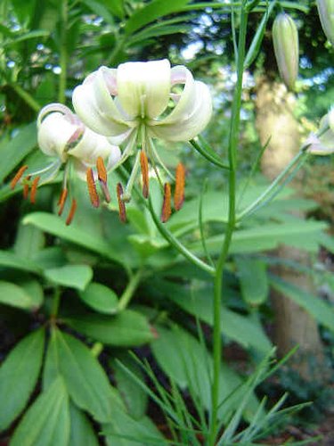 Lilium cernuum 'Alba' | Species Lily | plant lust