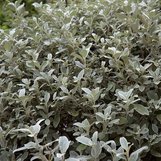 Brachyglottis greyi | Senecio greyi | Daisy Bush | plant lust
