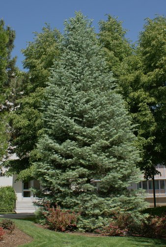 Abies concolor | White Fir | plant lust