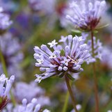 Asperula orientalis | Blue Woodruff | plant lust