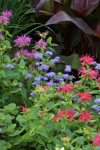 Monarda 'Pink Lace' | Pink Lace Bee Balm | plant lust