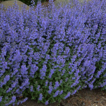Nepeta x faassenii 'Purrsian Blue' PP24788 | Nepeta 'Purrisian Blue ...