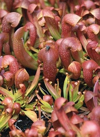 Sarracenia 'Ladybug' | Sarracenia 'Lady Bug' | Lady Bug Pitcher Plant ...
