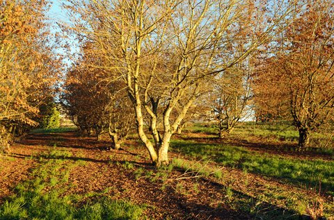 Carpinus turczaninowii var. coreana | Carpinus coreana | Korean ...