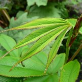 Rubus lineatus | Bramble | Silky-leaved Berry | plant lust