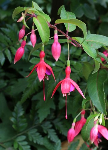 Fuchsia 'Change of Heart' | plant lust