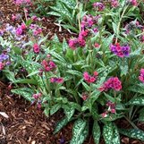 Pulmonaria 'Raspberry Splash' PP12318 | Raspberry Splash Lungwort ...