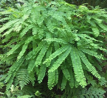 Adiantum from multiple nurseries on Plant Lust