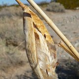 Asclepias subulata | Desert Milkweed | Rush Milkweed | plant lust