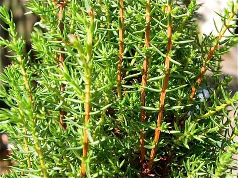 Juniperus communis 'Miniature' | Miniature Dwarf Common Juniper | plant ...