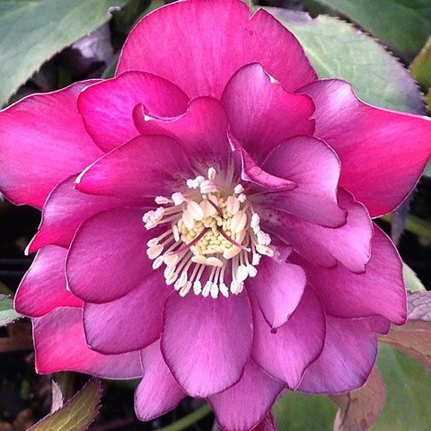 Helleborus x hybridus 'Red Sapphire' (Winter Jewels Series ...