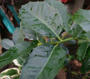 Ilex 'Emily Bruner' | Emily Bruner Holly | plant lust