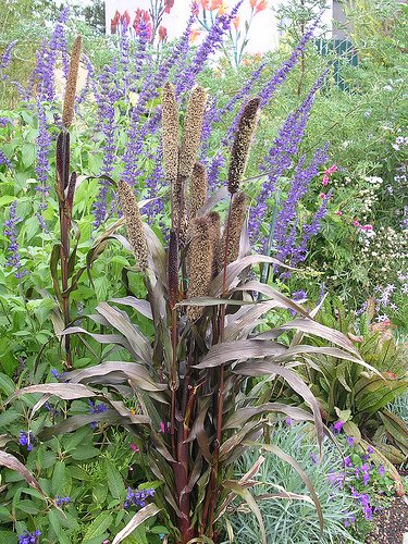 Pennisetum glaucum 'Purple Majesty' | Purple Majesty Millet | plant lust