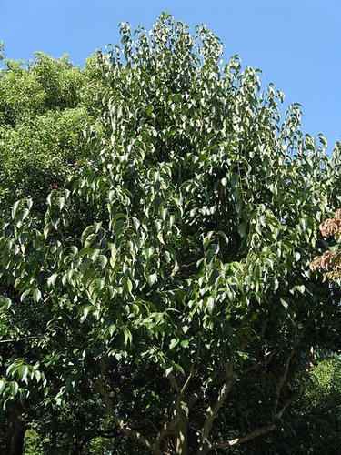 Eucommia ulmoides | Gutta-percha Tree | Hardy Rubber Tree | plant lust