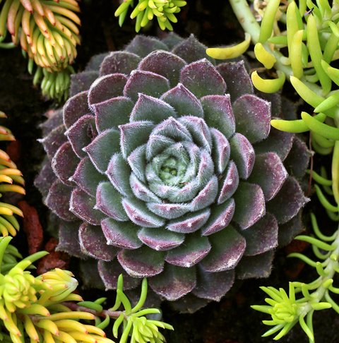 Sempervivum 'Pacific Plum Fuzzy' | Sempervivum 'Plum Fuzzy' | Plum ...