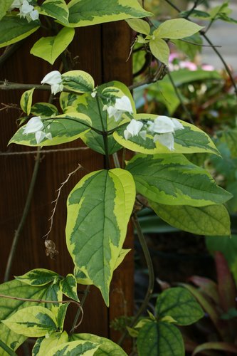 Clerodendrum thomsoniae 'Variegatum' | Clerodendrum x thompsoniae ...