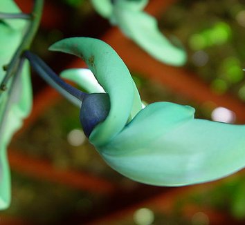 Strongylodon from multiple nurseries on Plant Lust
