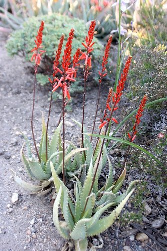 Aloe tororoana | Tororo Rock Aloe | plant lust