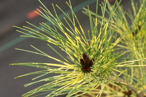 Pinus densiflora 'Cesarini's Variegated' | Cesarini's Variegated ...
