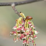 Ulmus americana 'Princeton' | Princeton American Elm | plant lust