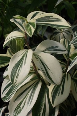 Costus arabicus 'Variegatus' | Variegated Costus | Variegated Spiral ...