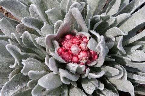 Helichrysum amorginum Ruby Cluster | Helichrysum 'Ruby Cluster' | Ruby ...