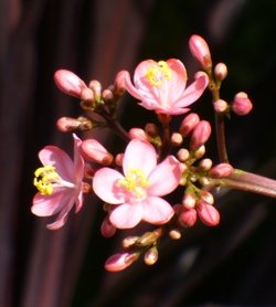 Jatropha integerrima [pink form] | Jatropha hastata | Jatropha ...
