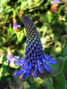 Pycnostachys urticifolia | Blue Witches' Hats | plant lust
