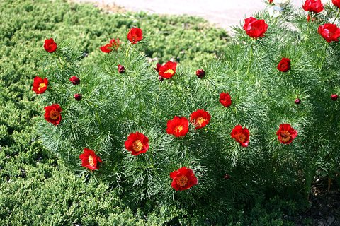 Paeonia tenuifolia | Fern Leaf Peony | Japanese Paeonia | plant lust