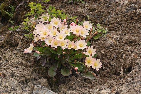 Lewisia tweedyi | Tweed's Lewisia | Tweedy's Pussypaws | plant lust