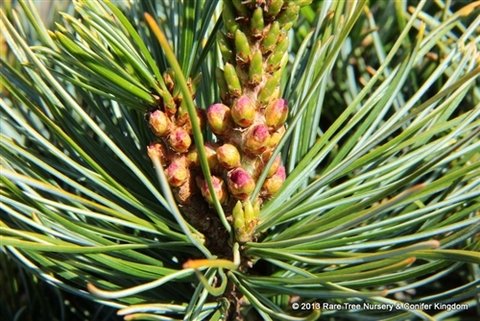 Pinus parviflora [dwarf blue] | Pinus parviflora 'Dwarf Blue' | Dwarf ...