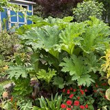 Gunnera tinctoria | Gunnera chilensis | Gunnera scabra | Chilean ...