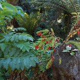 Agapetes serpens | Himalayan Lantern | plant lust