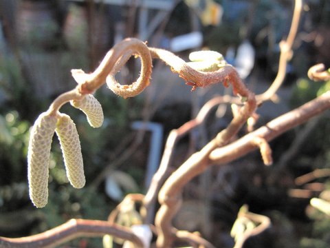 Corylus avellana 'Contorta' | Contorted Filbert | Corkscrew Hazel ...