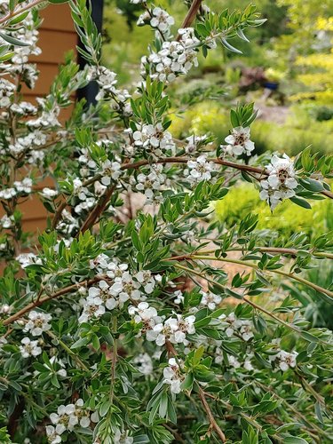 Leptospermum namadgiensis | Alpine Tea Tree | plant lust