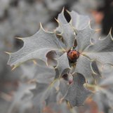 Berberis haematocarpa [Santa Fe Landscape] | Alloberberis haematocarpa ...