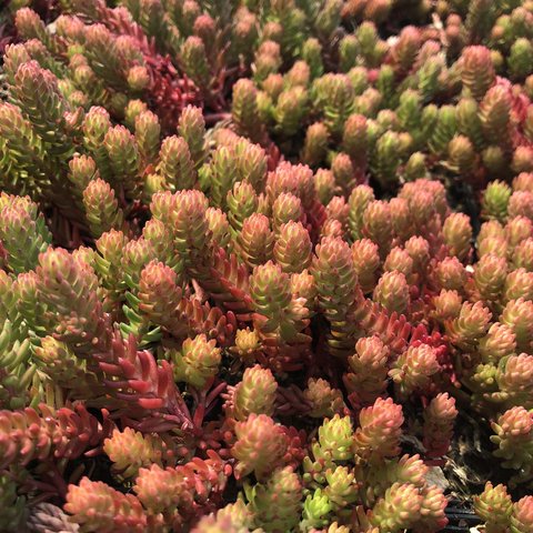 Sedum ochroleucum 'Red Wiggle' | | plant lust